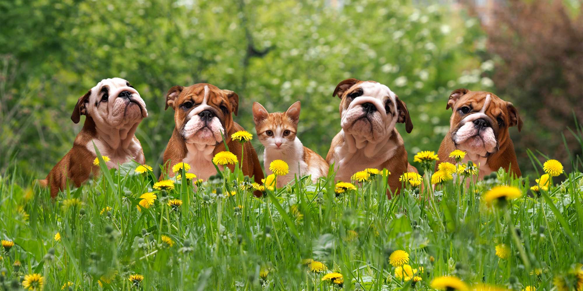 Raw Pet Food Specialists | Hungry Pet